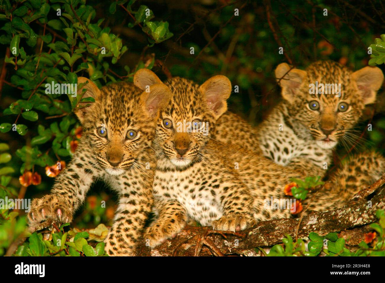 African Leopard Niche leopards (Panthera pardus), Predators, Mammals ...