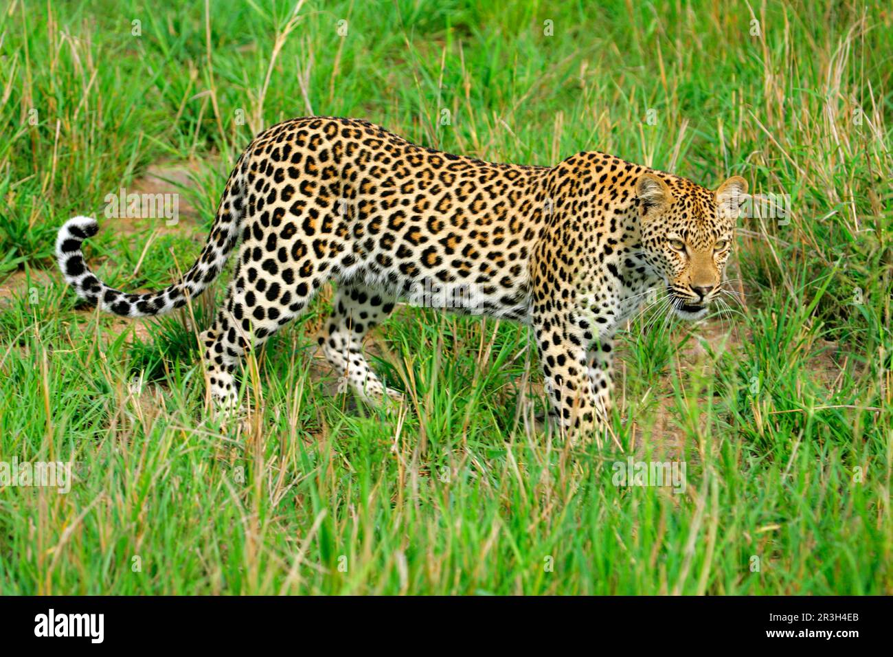 African Leopard Niche leopards (Panthera pardus), Predators, Mammals ...