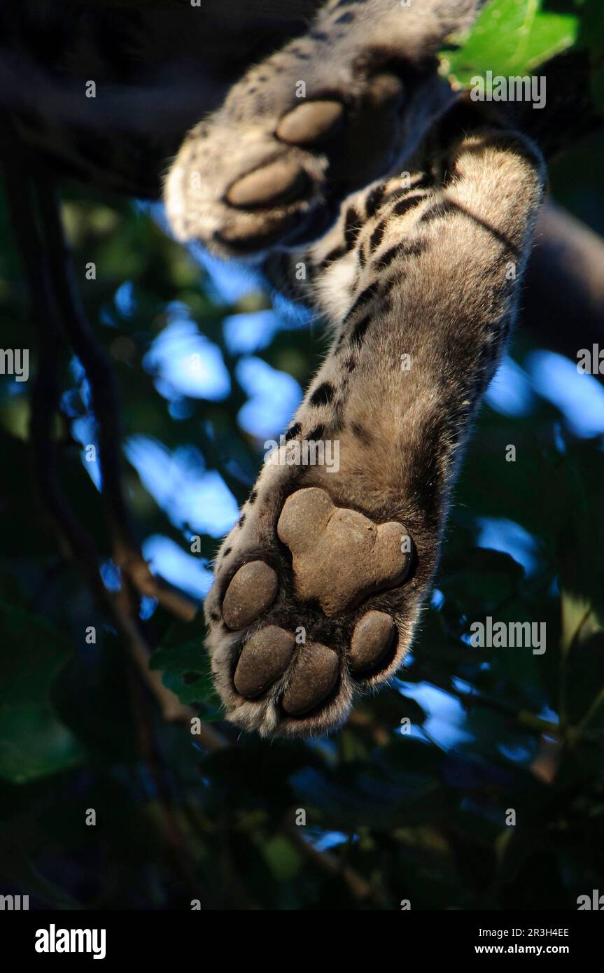 African leopard (Panthera pardus pardus) leopard niche leopard ...