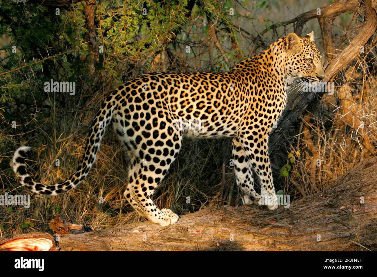 African Leopard Niche leopards (Panthera pardus), Predators, Mammals ...