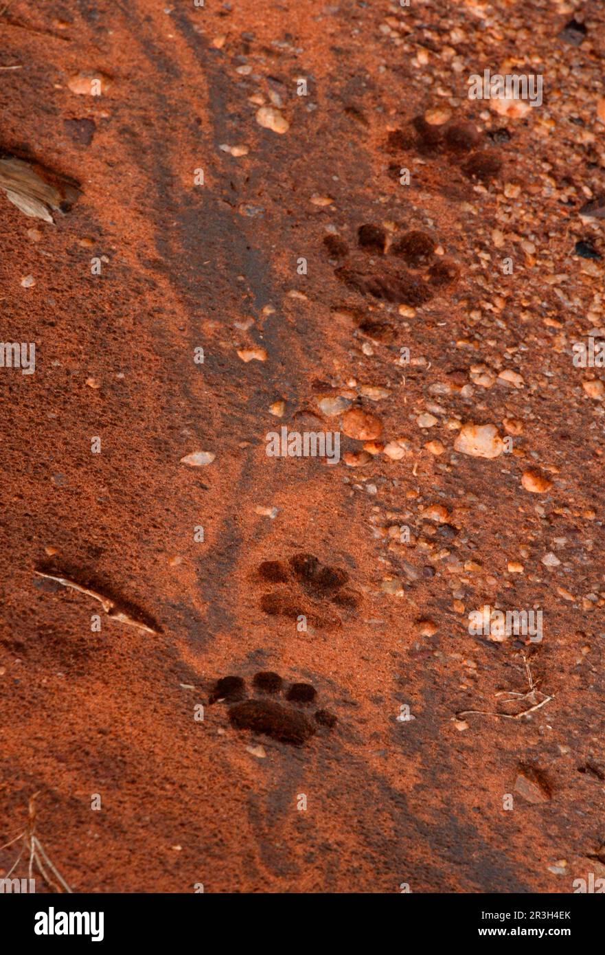 African Leopard (Panthera pardus pardus) fresh footprints, Tsavo West N ...
