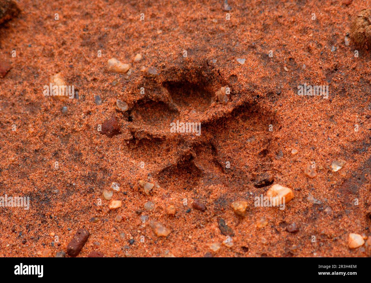 African footprint hi-res stock photography and images - Alamy