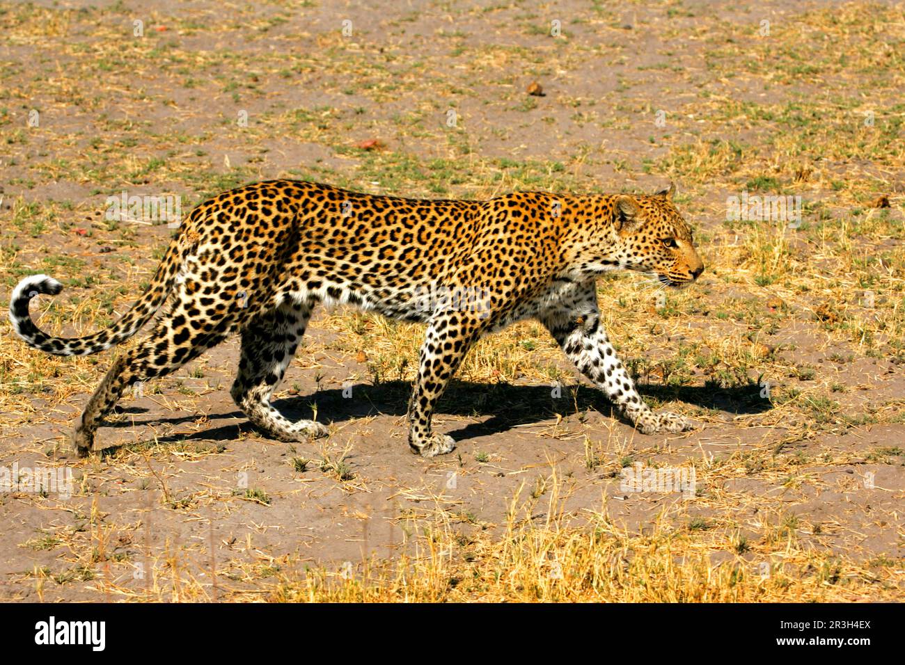 African Leopard Niche leopards (Panthera pardus), Predators, Mammals ...