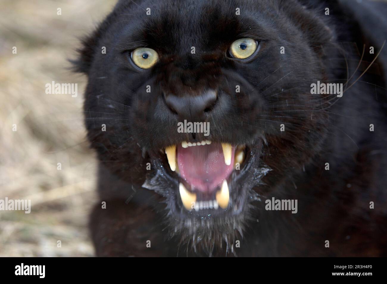 African Leopard Niche leopards (Panthera pardus), predators, mammals ...