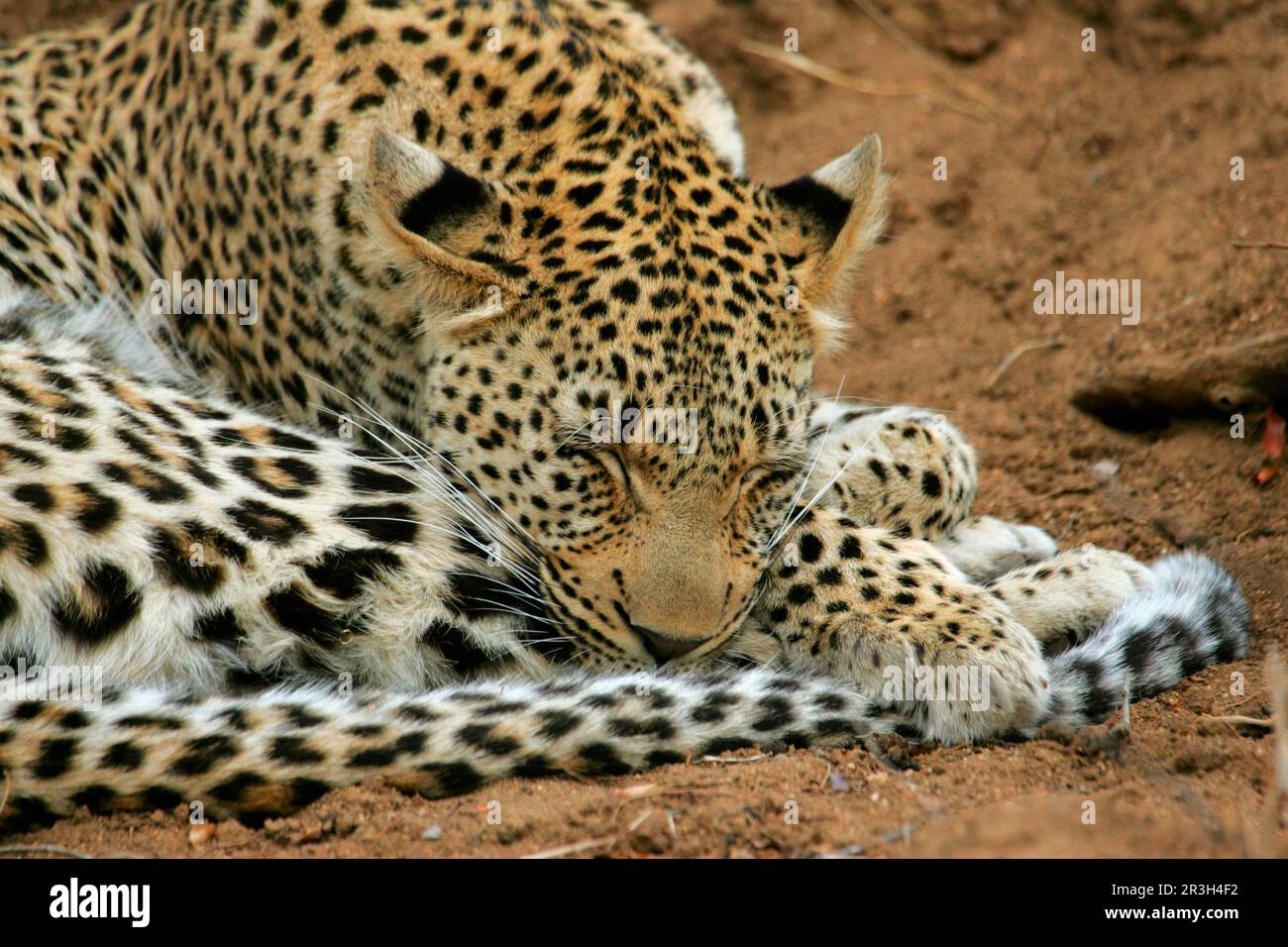 African Leopard Niche leopards (Panthera pardus), predators, mammals ...