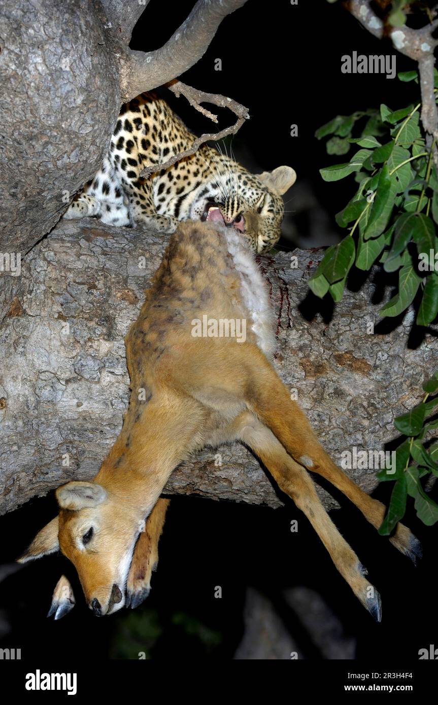 Black Panther Eating Deer