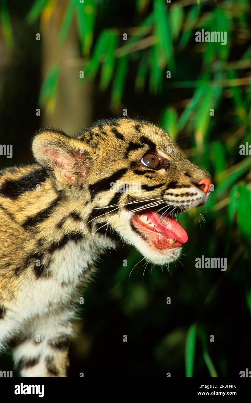 Clouded leopard (Neofelis nebulosa), Predators, Mammals, Animals ...