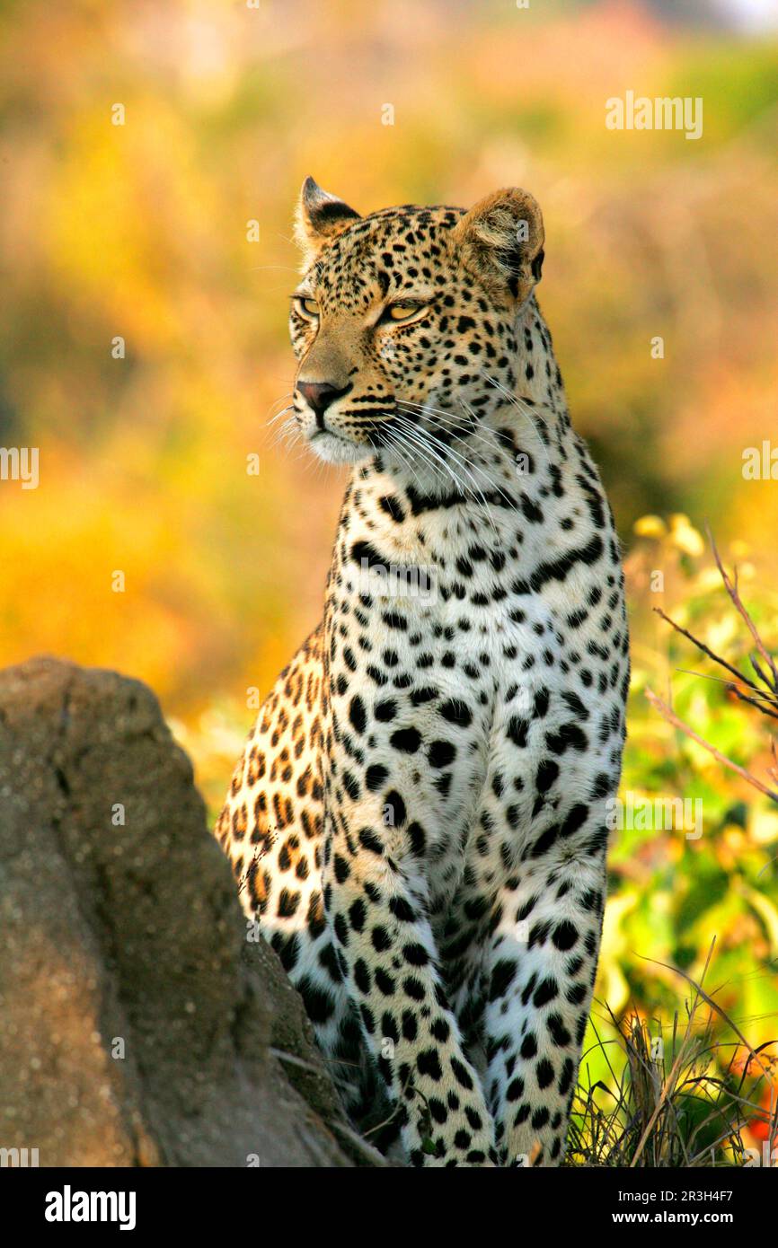 African Leopard Niche leopards (Panthera pardus), predators, mammals ...