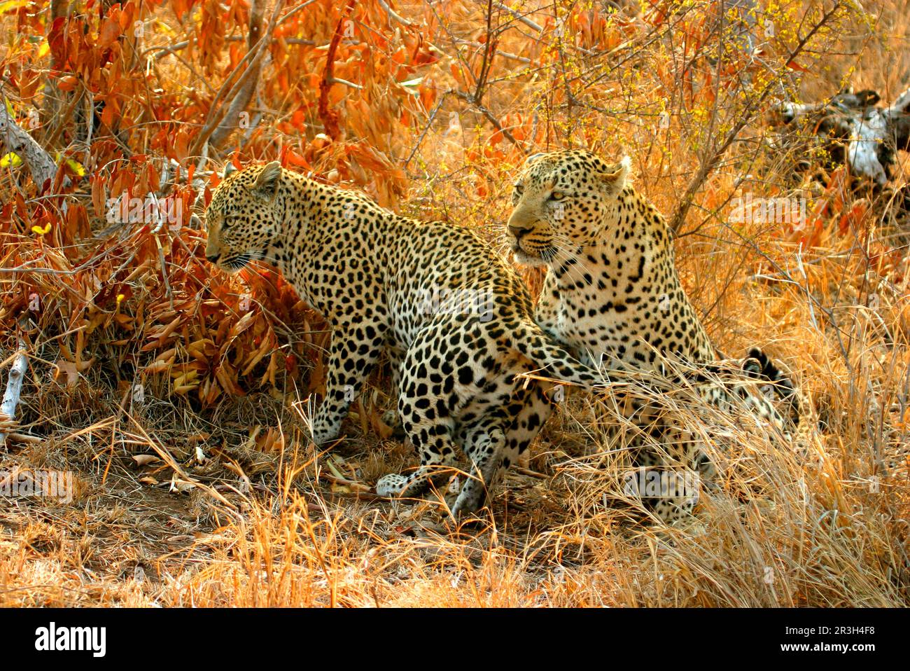 African Leopard Niche leopards (Panthera pardus), Predators, Mammals ...