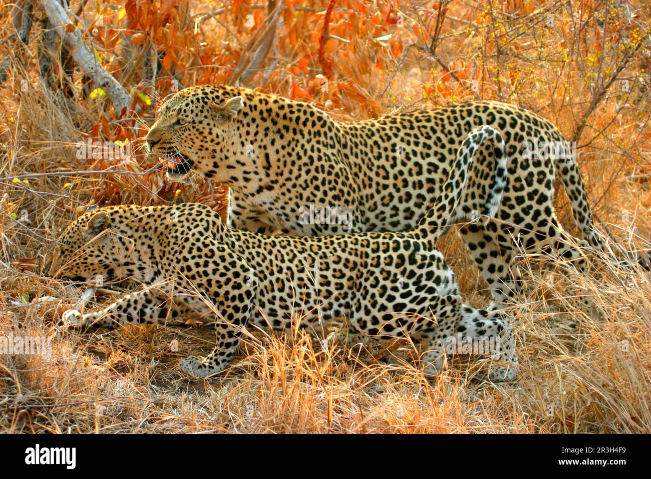 African Leopard Niche leopards (Panthera pardus), Predators, Mammals ...