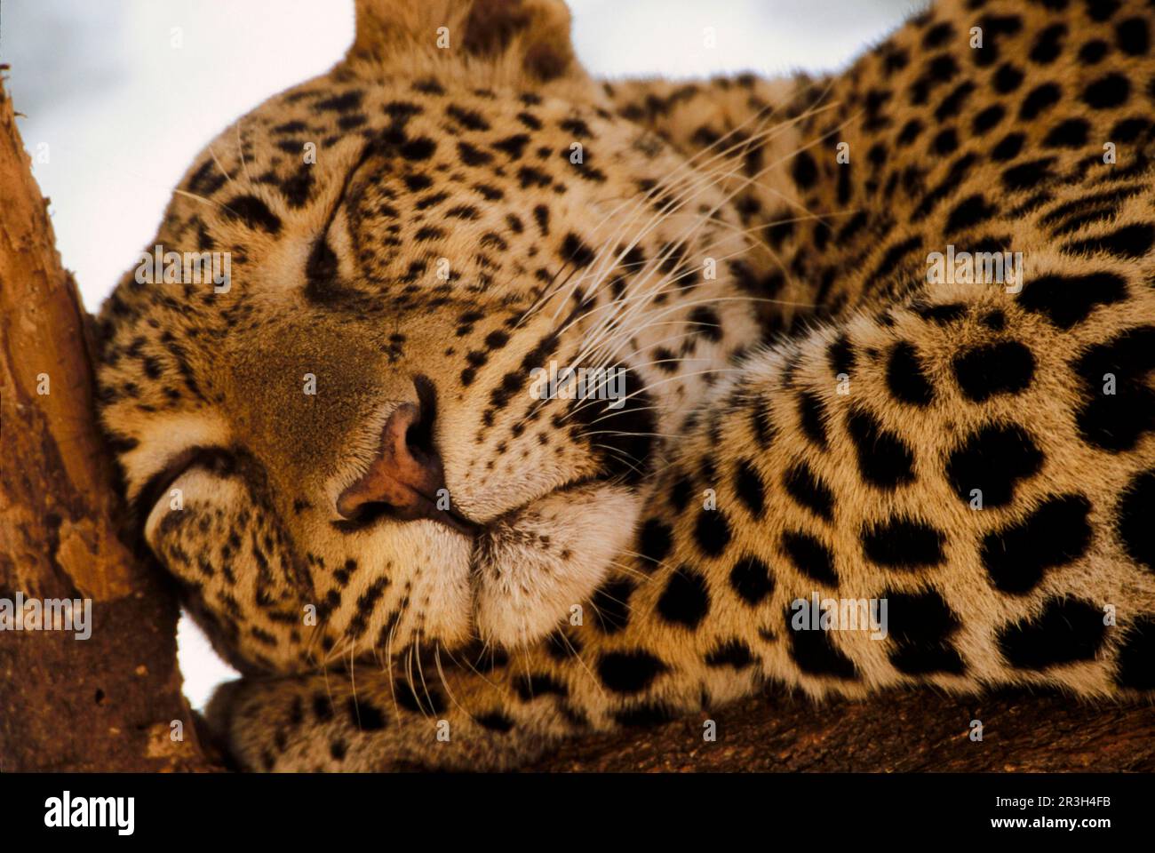 African Leopard Niche leopards (Panthera pardus), Predators, Mammals ...