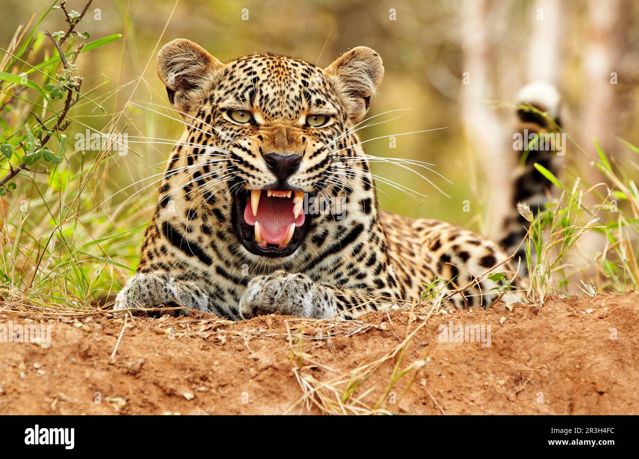 African Leopard (Panthera pardus pardus) adult male, snarling, resting ...