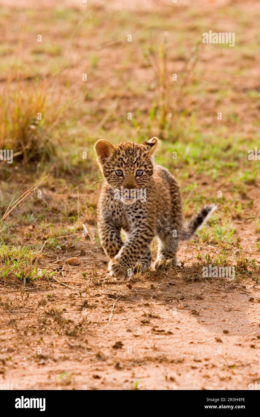 African leopard (Panthera pardus pardus) leopard niche Leopards ...
