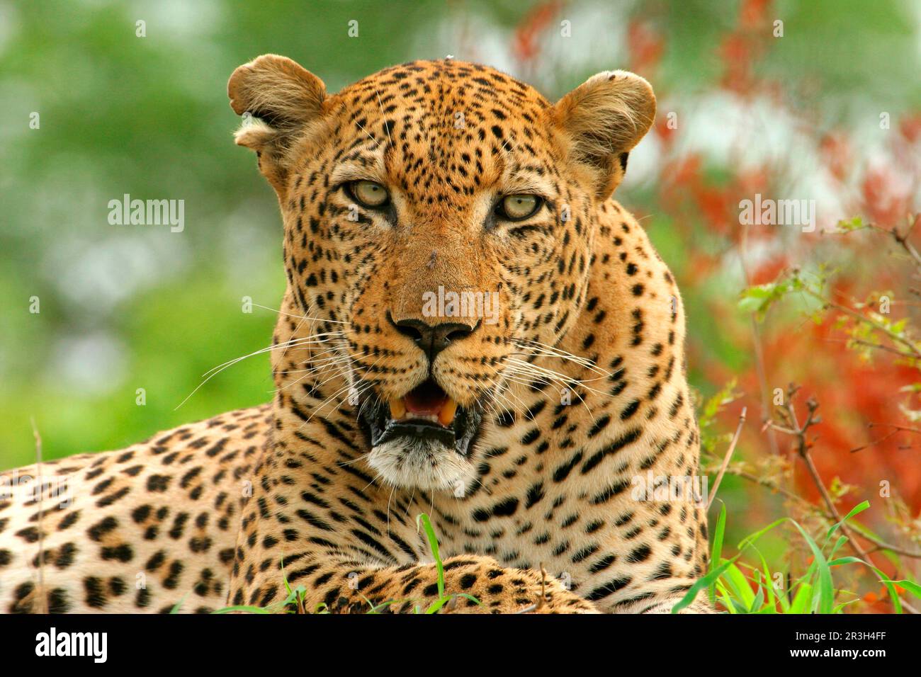 African Leopard Niche leopards (Panthera pardus), predators, mammals ...