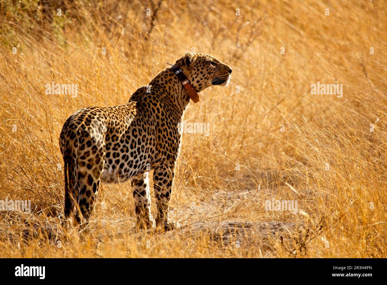 African leopard (Panthera pardus pardus) leopard niche leopard ...