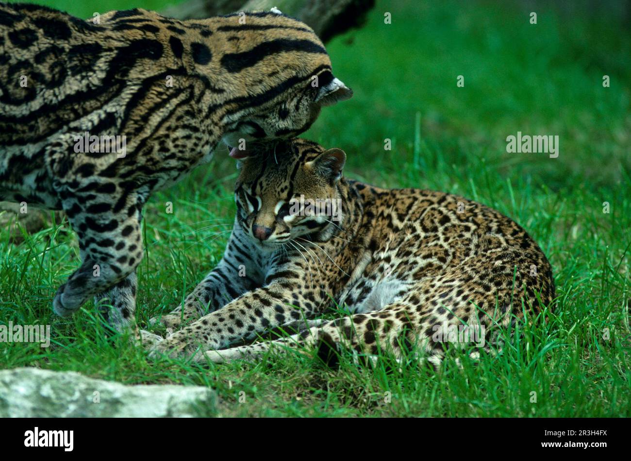 Ocelot, ocelots (Felis pardalis) Cats, predators, mammals, animals ...
