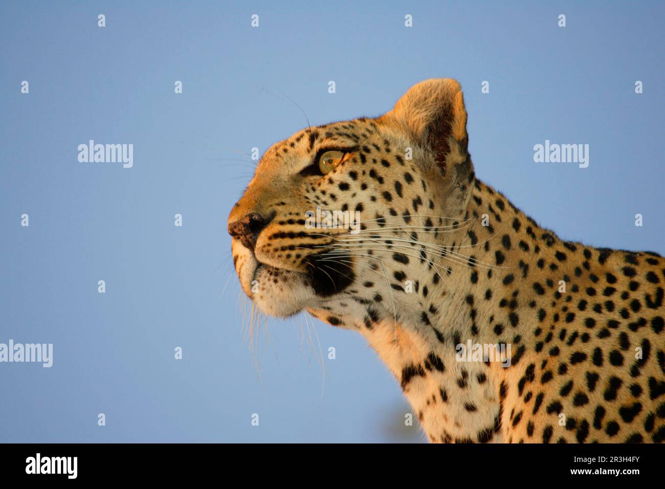 African Leopard Niche leopards (Panthera pardus), Predators, Mammals ...