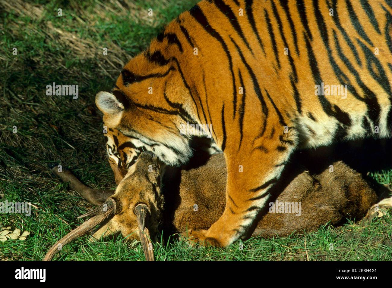 Indian tiger (Panthera tigris), Royal Bengal Tiger, Tiger, Predators ...