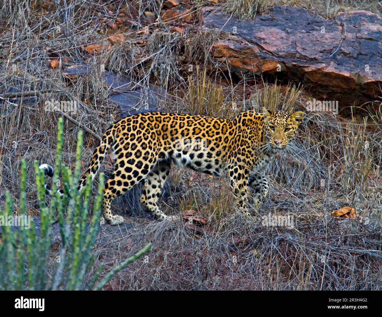 Indian leopard, indian leopards (Panthera pardus fusca), predators ...