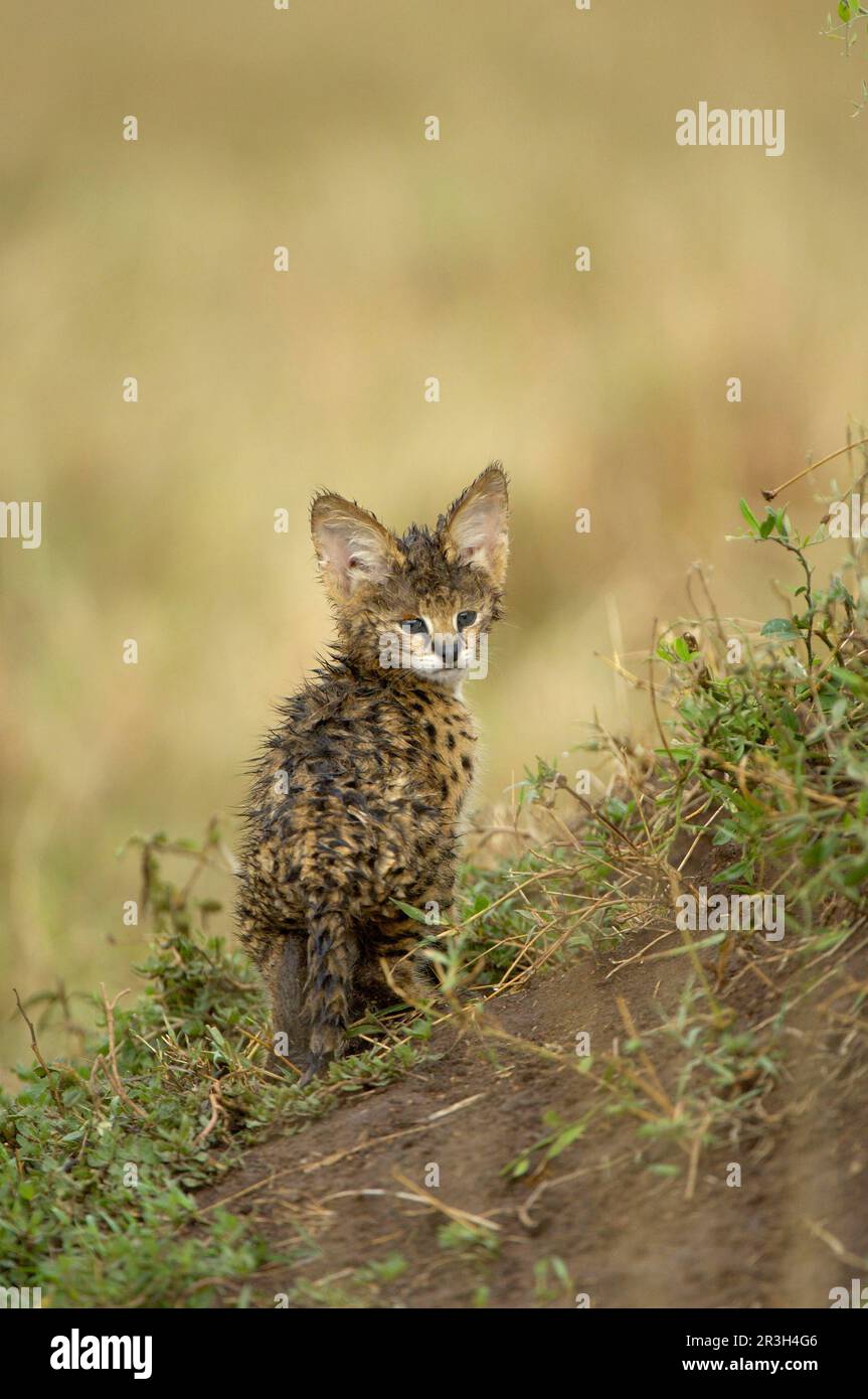 Servals (Felis serval), serval, servals, felines, predators, mammals ...