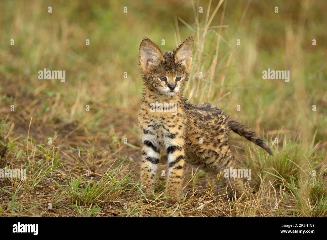 Servals (Felis serval), serval, servals, felines, predators, mammals ...