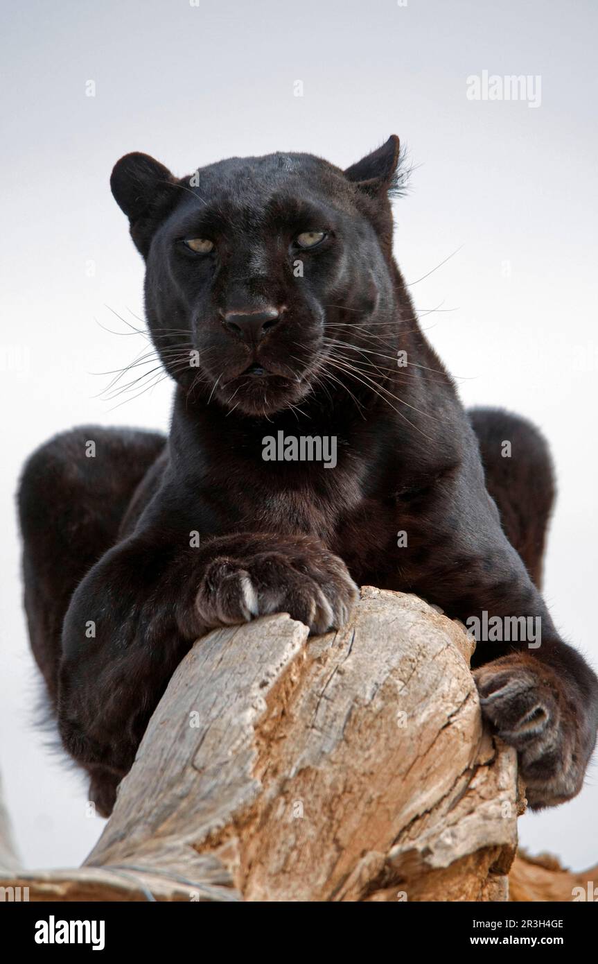 African leopard niche leopards (Panthera pardus), predators, mammals ...