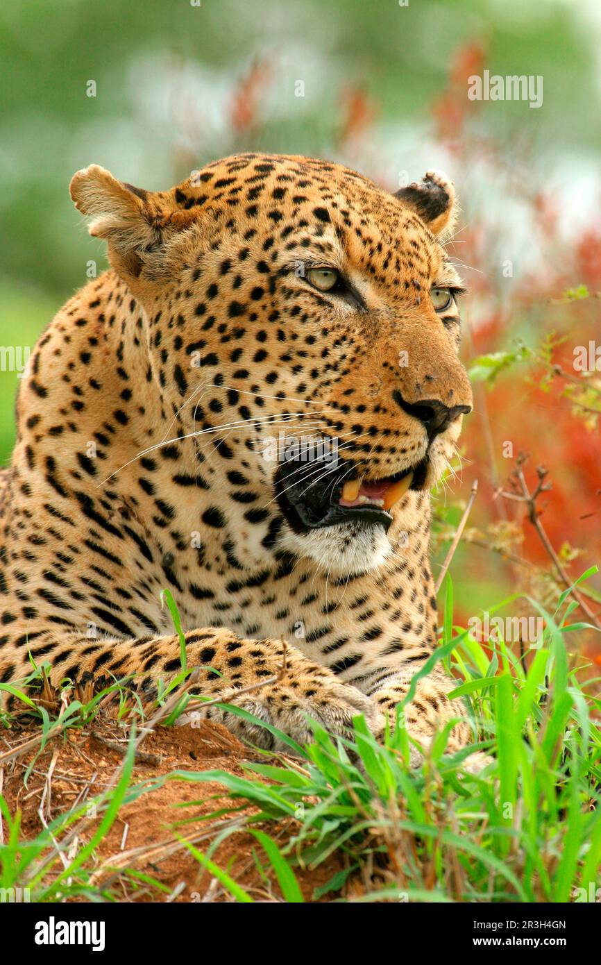Close up shot variety male hi-res stock photography and images - Alamy
