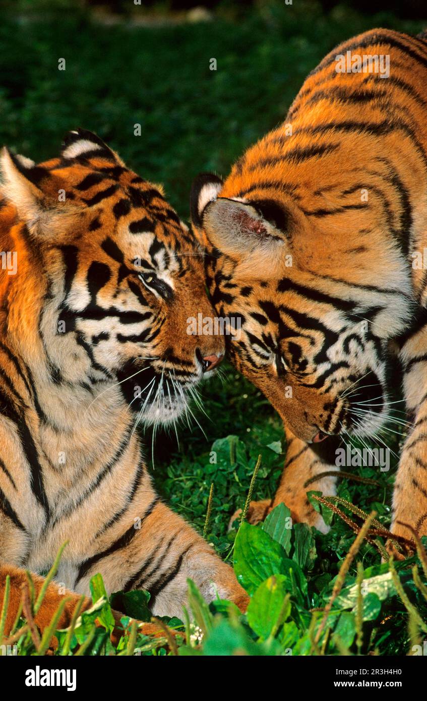Bengal tiger (Panthera tigris tigris), Royal Bengal tiger, tiger, big ...