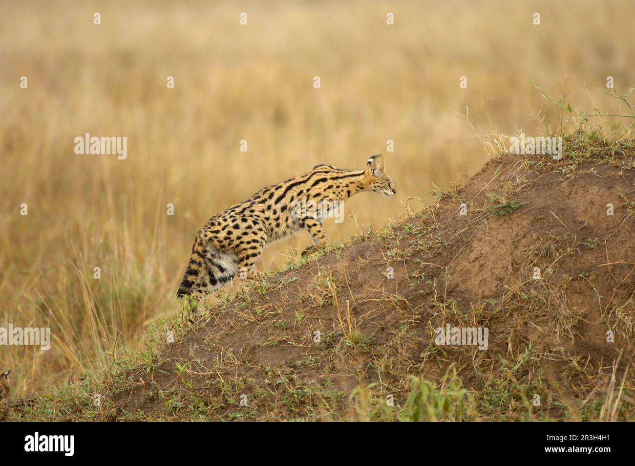 Servals (Felis serval), serval, servals, predators, mammals, animals ...