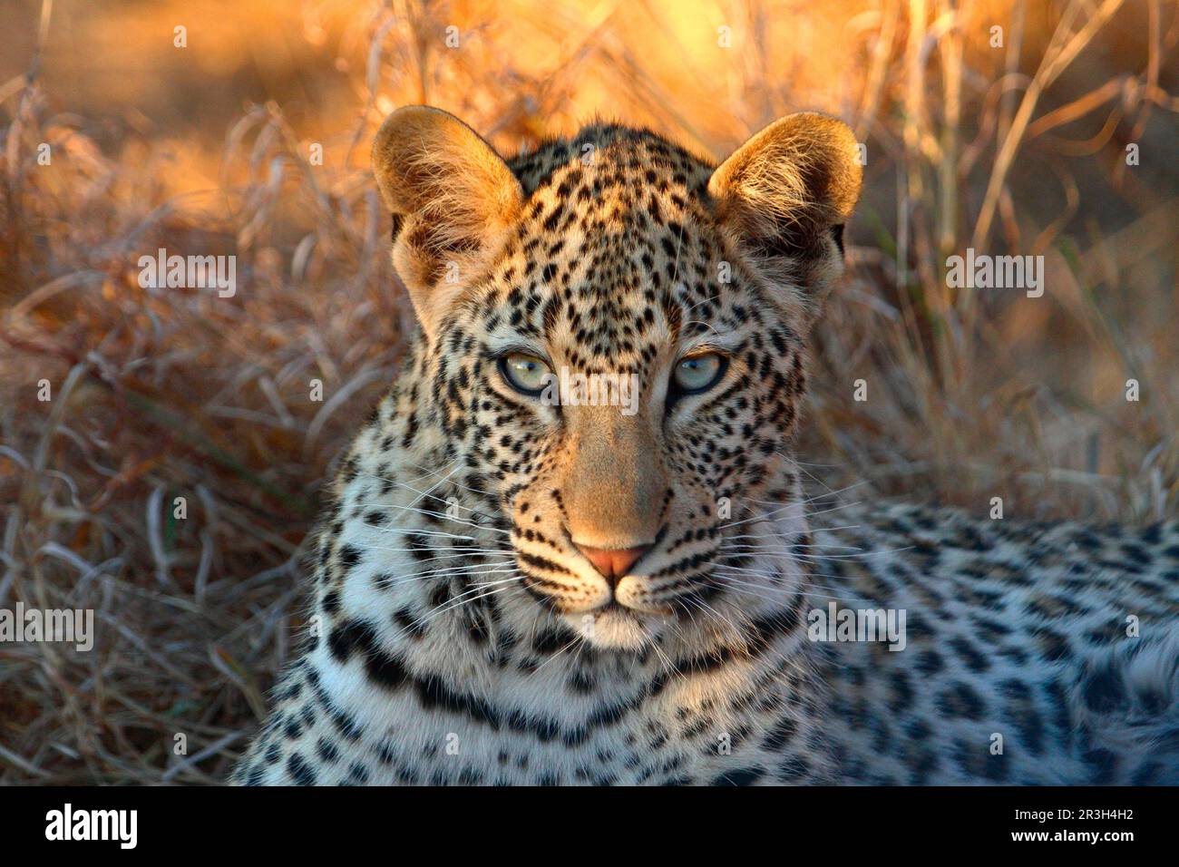 African Leopard Niche leopards (Panthera pardus), predators, mammals ...