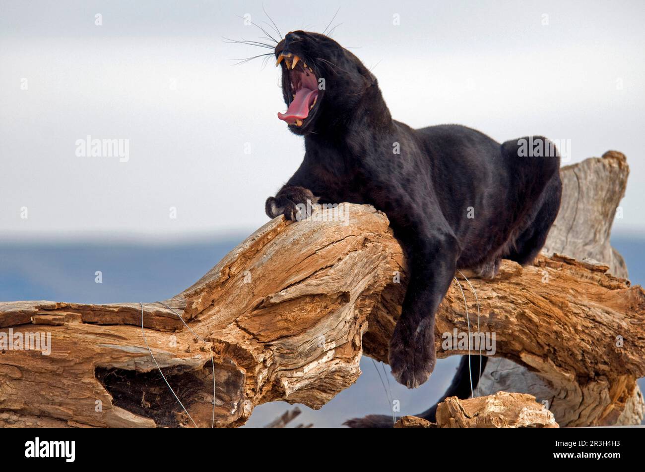 African Leopard Niche leopards (Panthera pardus), predators, mammals ...