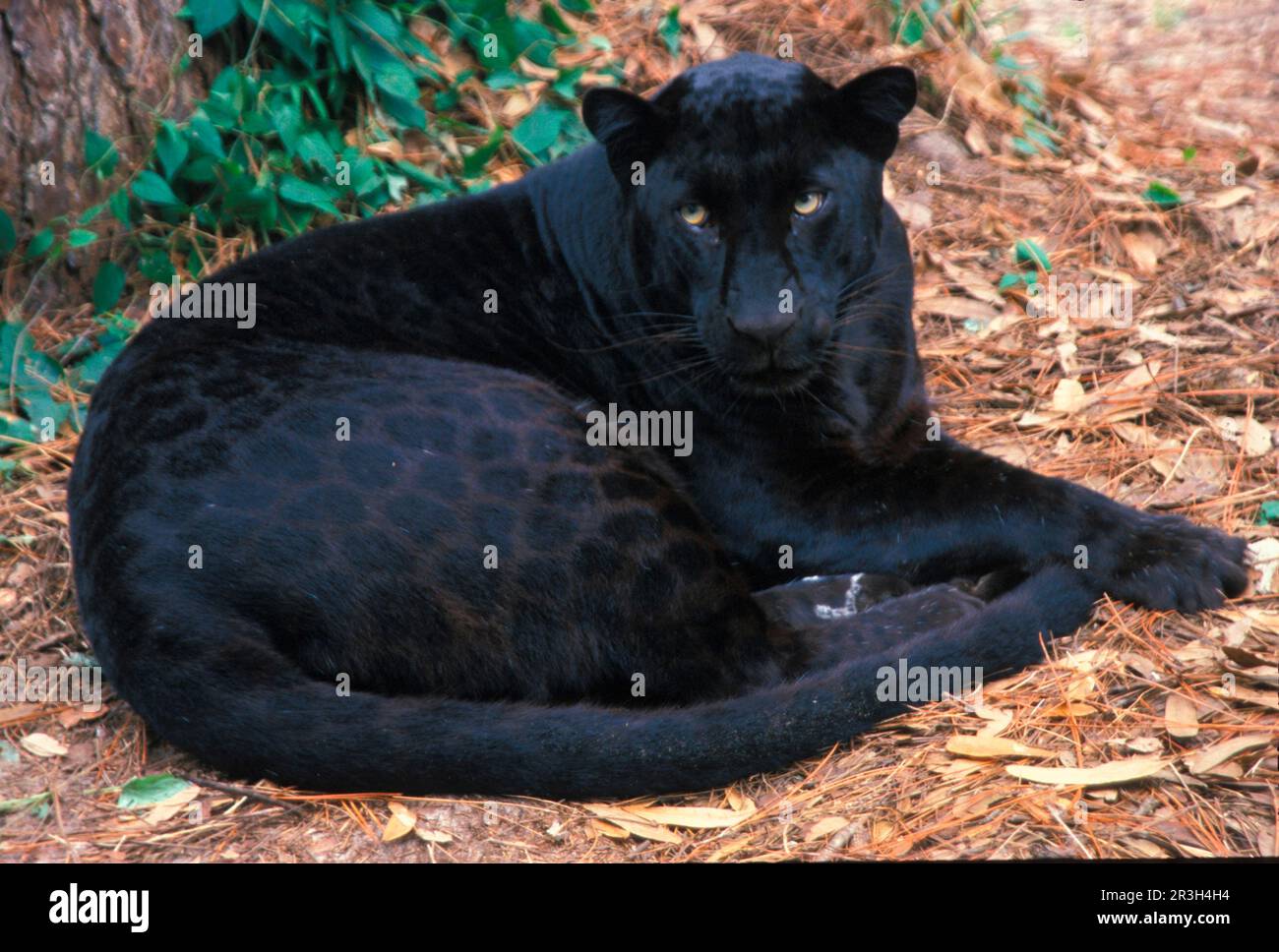 African Leopard Niche leopards (Panthera pardus), Predators, Mammals ...