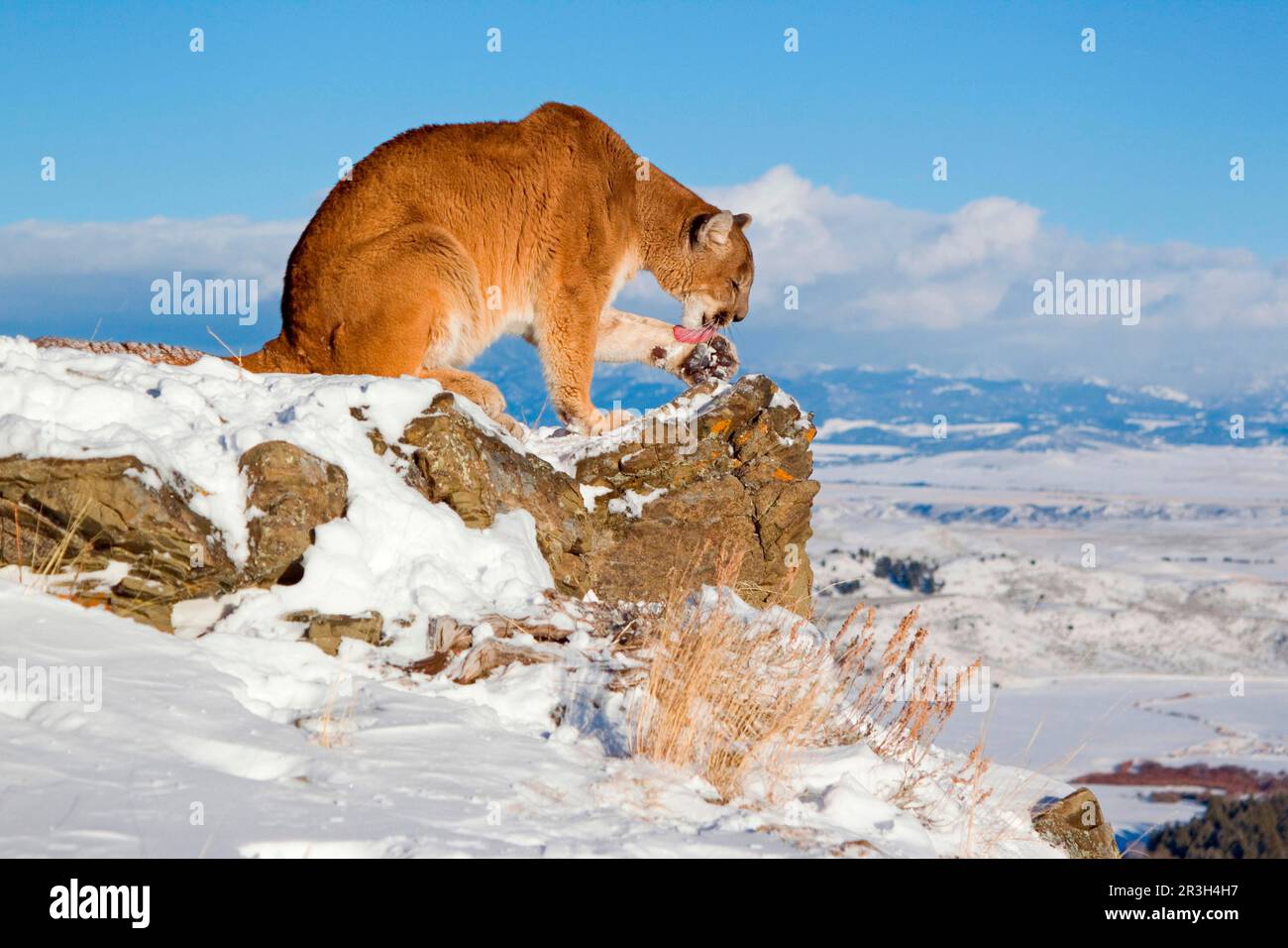 Cougar, cougars, silver lion, silver lions, mountain lion, mountain ...