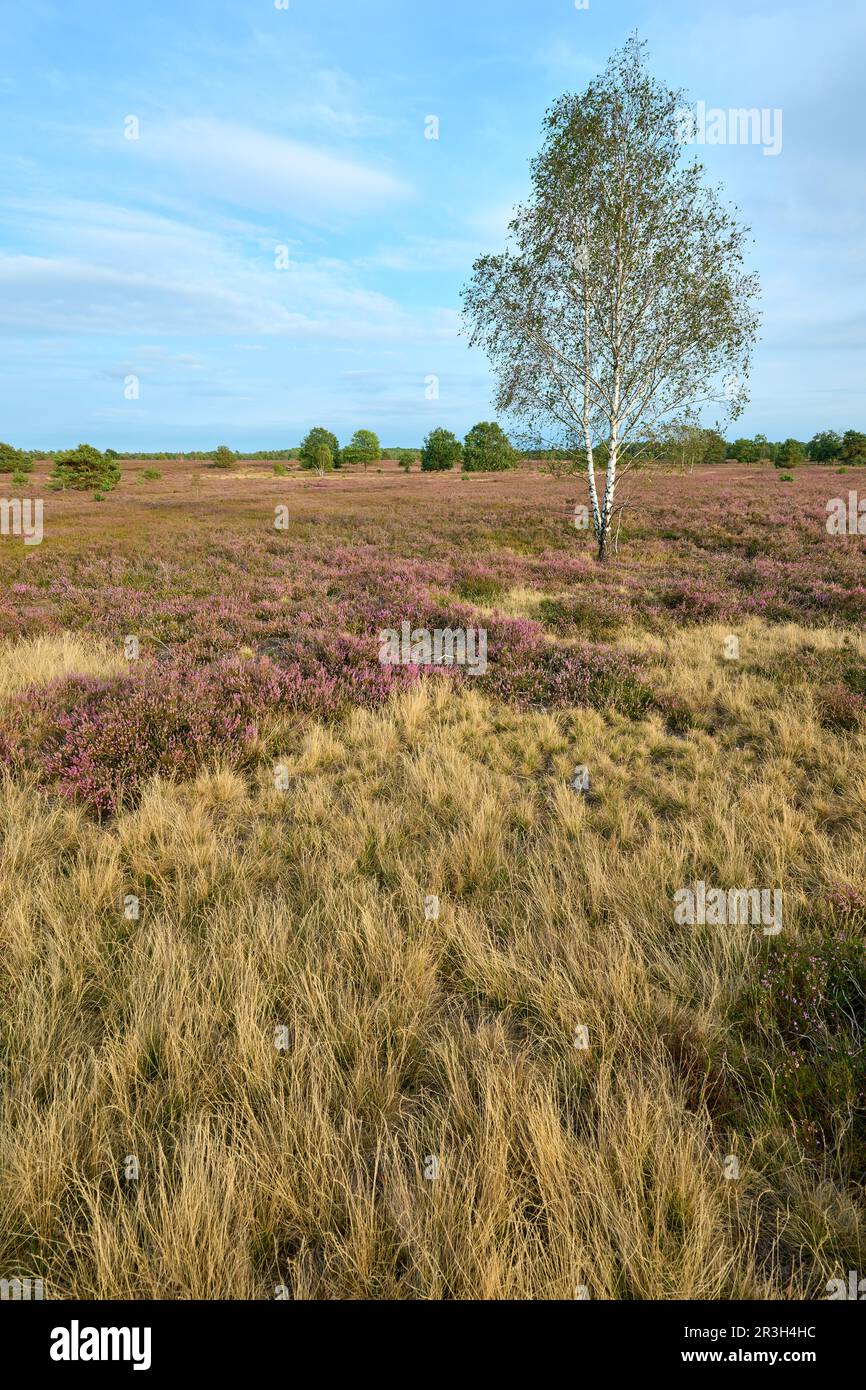 Lueneburg heath hi-res stock photography and images - Alamy