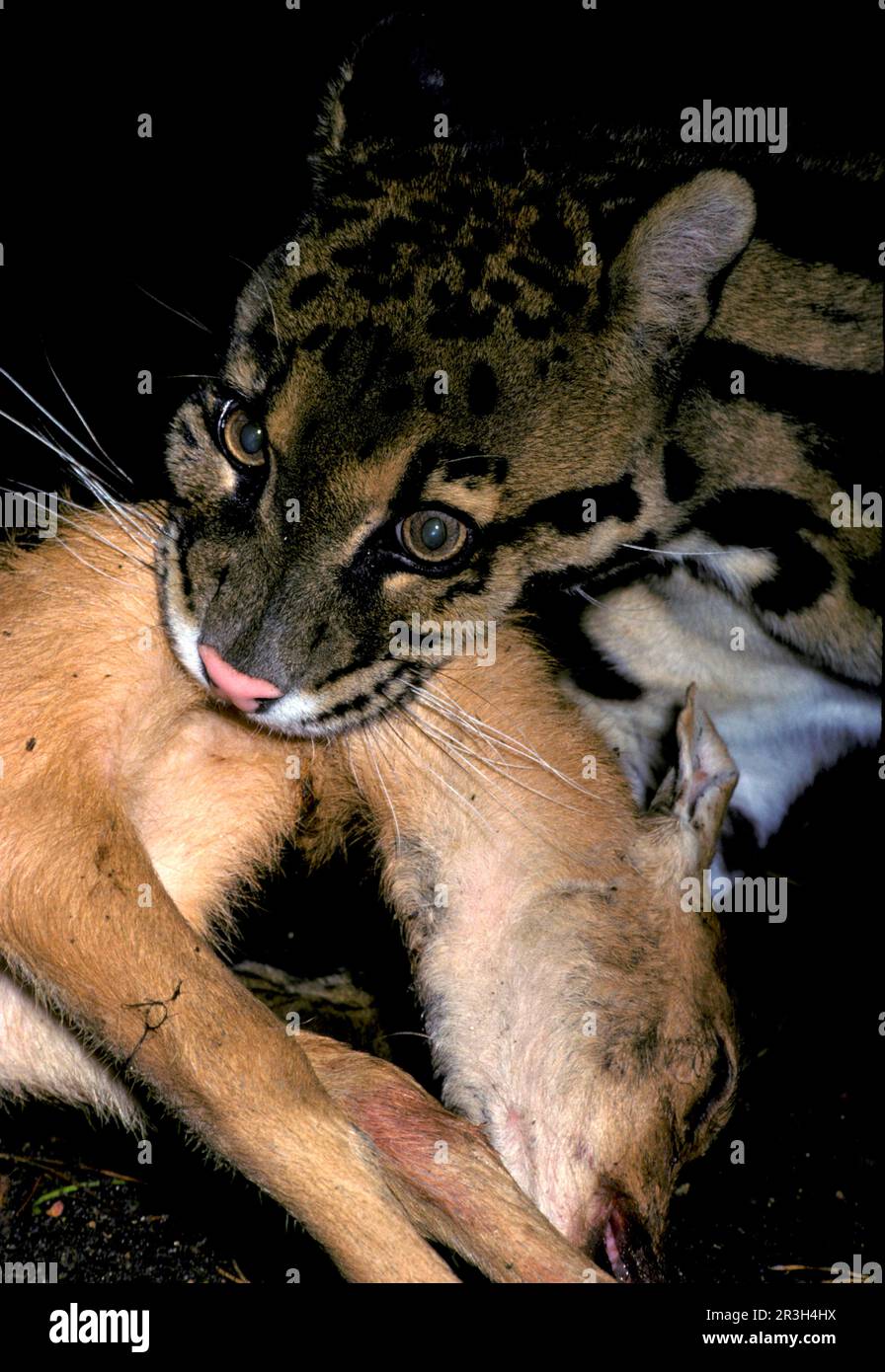 Nebulosa s nebulosa hi-res stock photography and images - Alamy