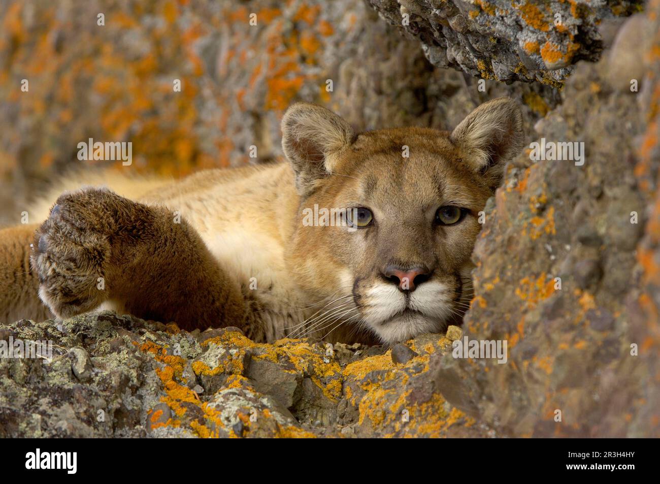 Cougar, cougars, silver lion, silver lions, mountain lion, mountain ...