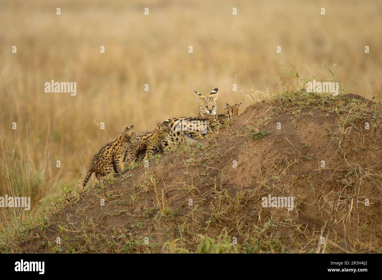 Felis serval, Serval, servals (Felis serval), predators, mammals ...