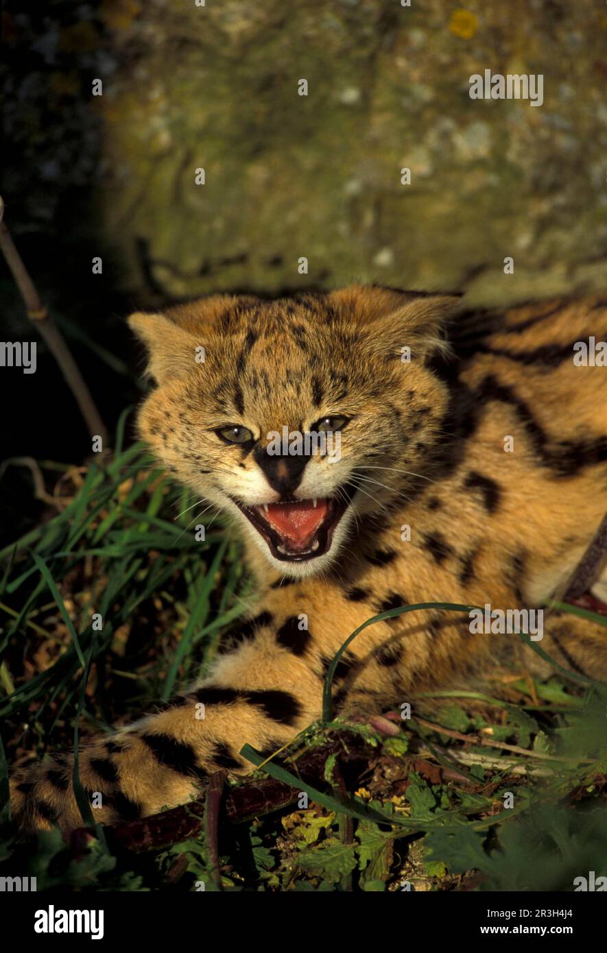 Servals (Felis serval), serval, servals, felines, predators, mammals ...