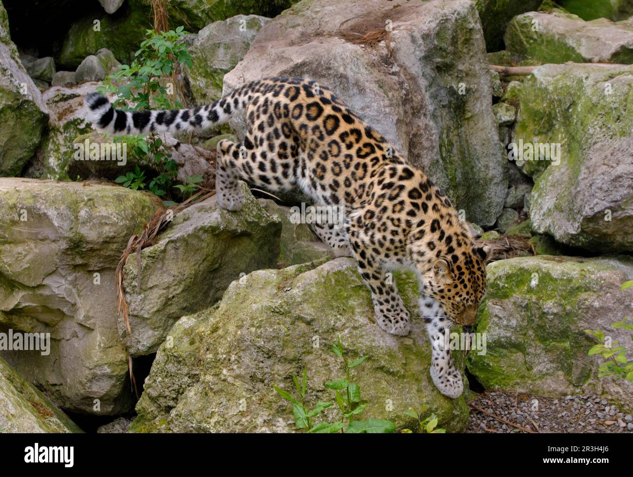 Amur leopard, amur leopards (Panthera pardus orientalis), big cats ...