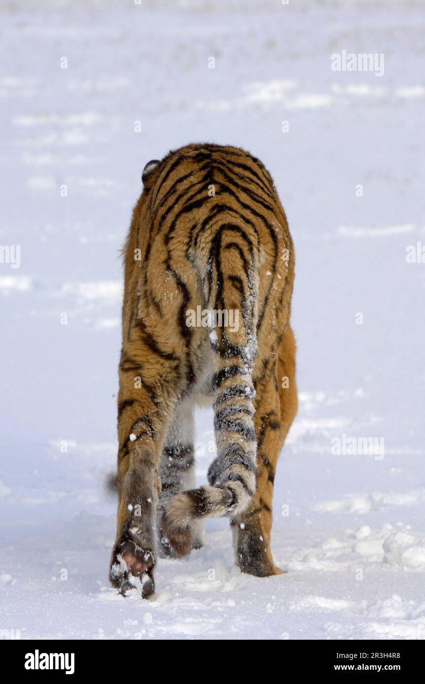 Siberian tiger (Panthera tigris altaica), Siberian tiger, Amur tiger ...