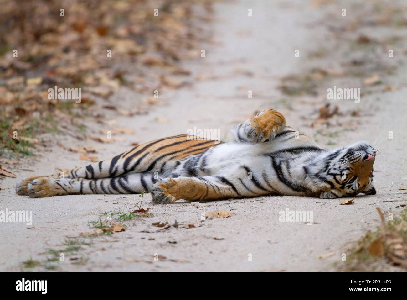 Bengal tiger (Panthera tigris tigris), Royal Bengal tiger, tiger ...