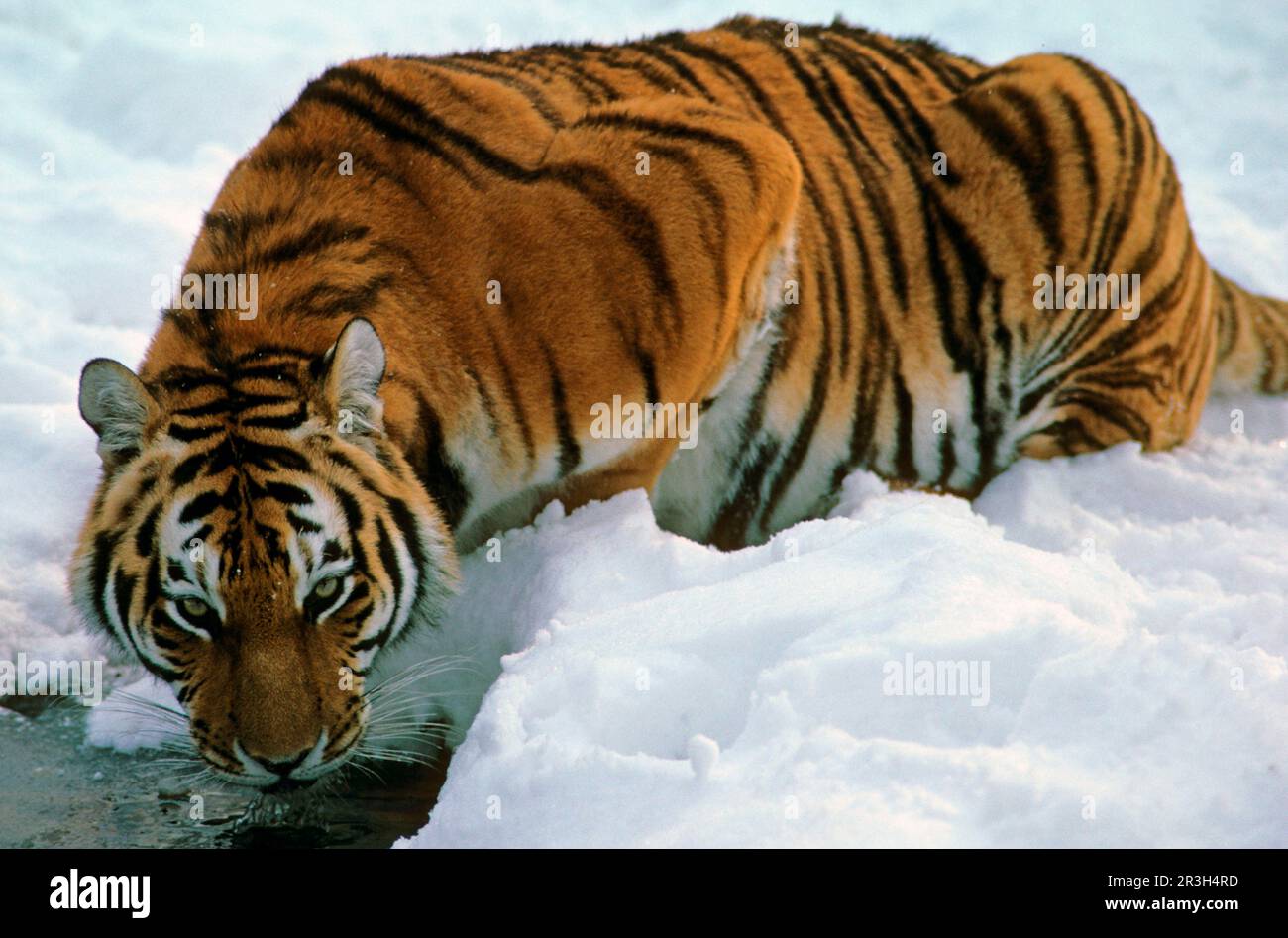 Siberian tiger (Panthera tigris altaica), Siberian tiger, Amur tiger ...