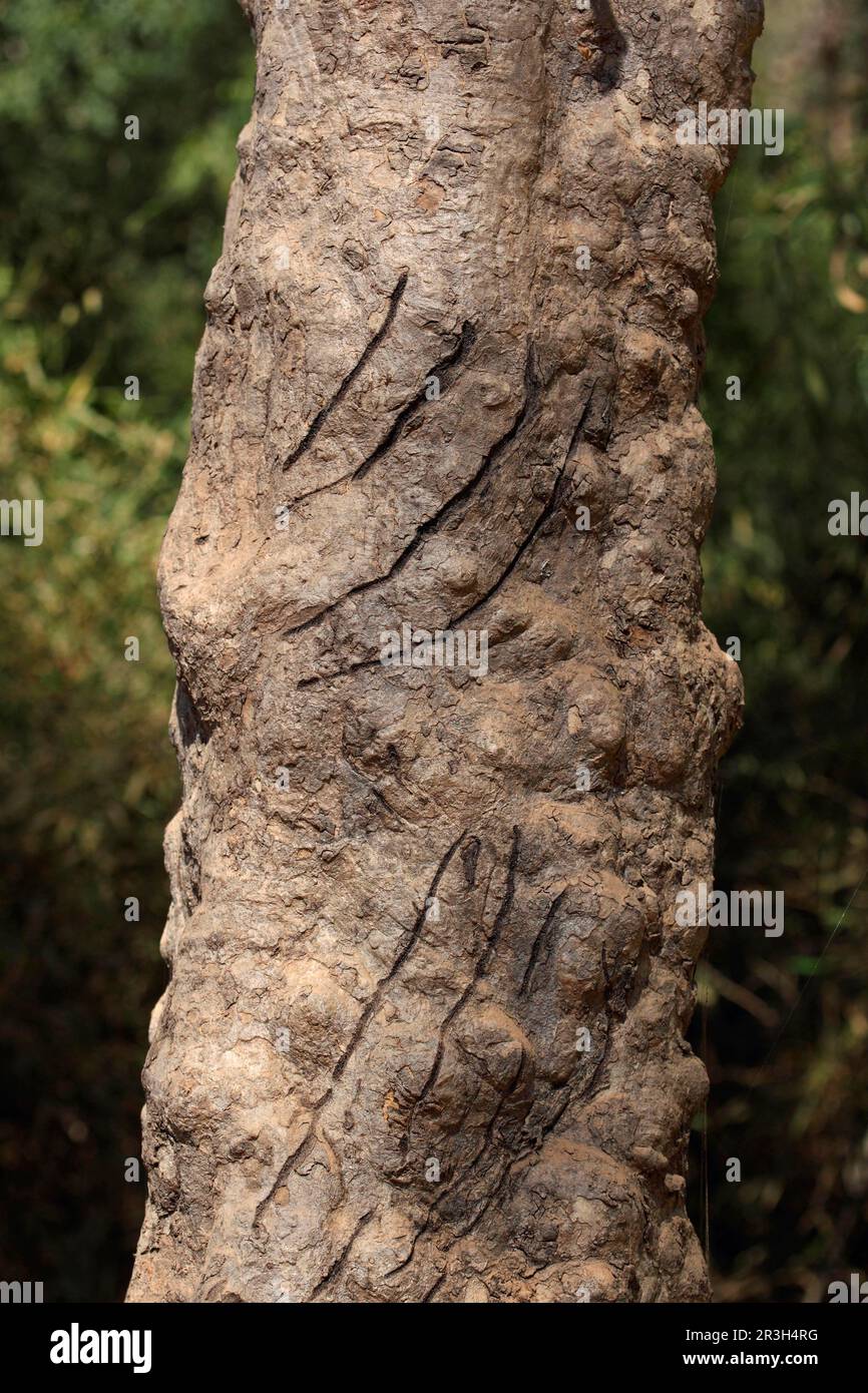 Indian Tiger (Panthera tigris tigris) scratch marks on tree trunk ...