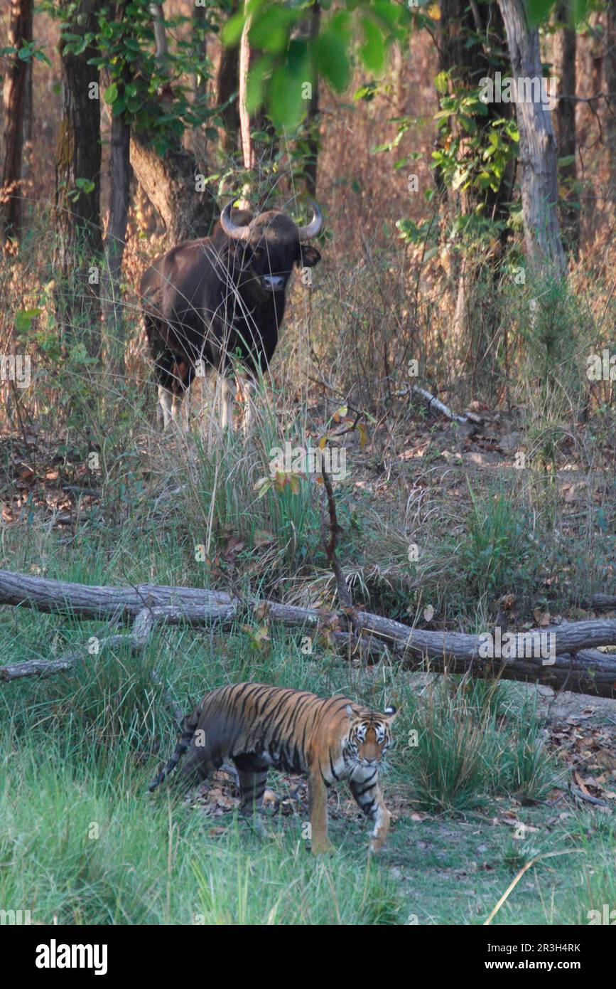 Bengal tiger (Panthera tigris tigris), Royal Bengal tiger, tiger, big ...