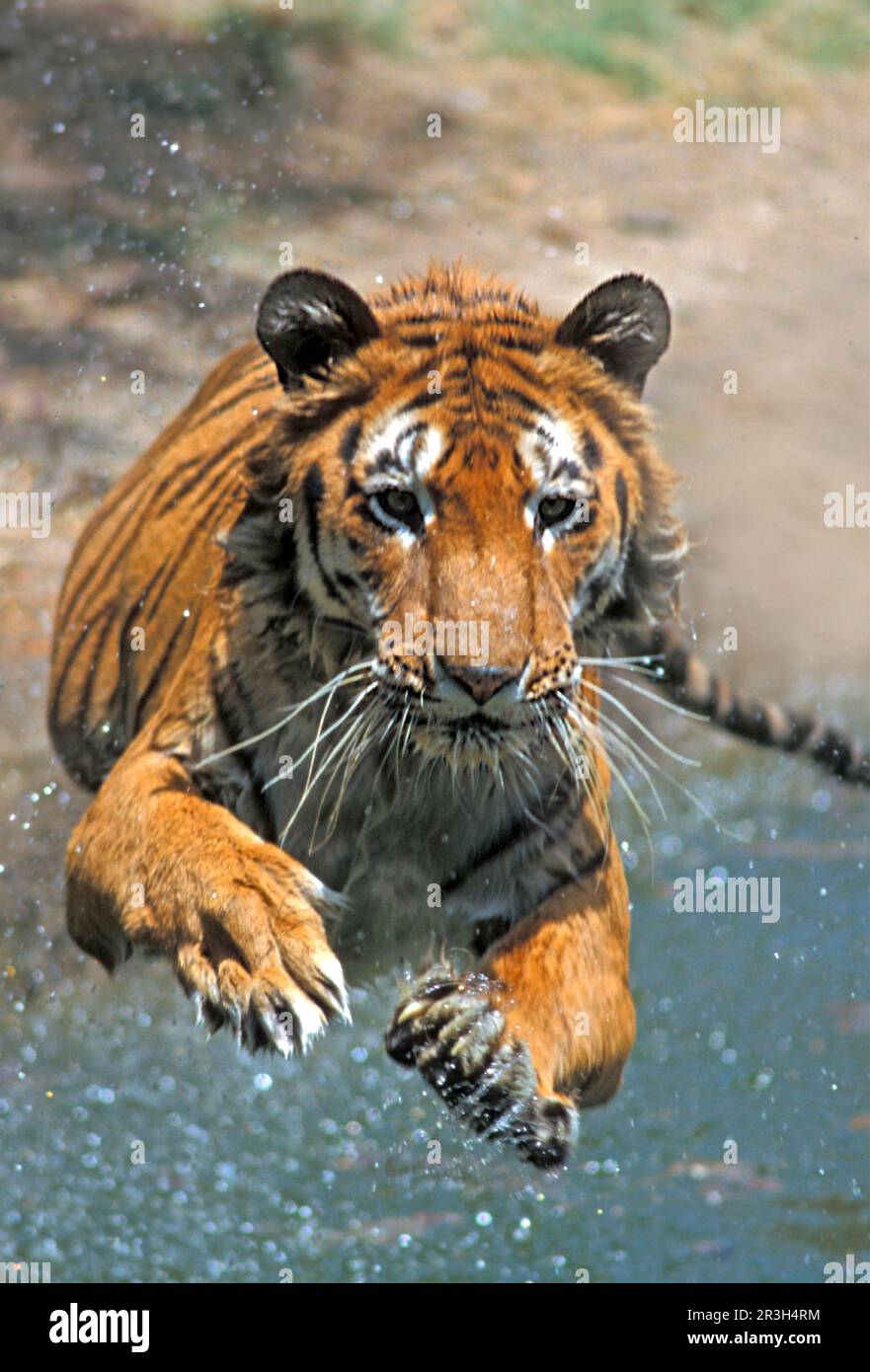 Indian tiger (Panthera tigris), Royal Bengal tiger, tiger, predators ...