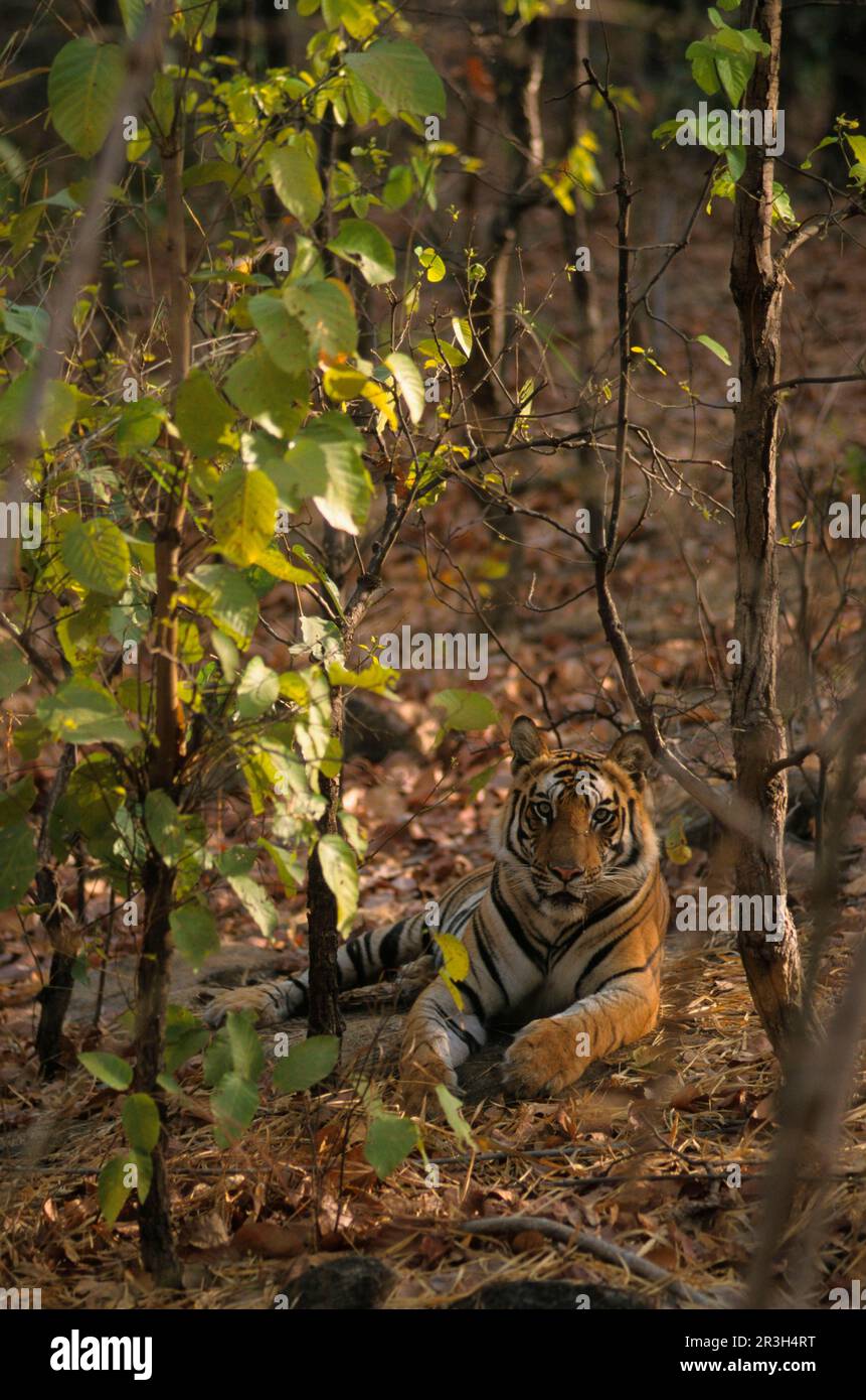 Indian tiger (Panthera tigris), Royal Bengal Tiger, Tiger, Predators ...