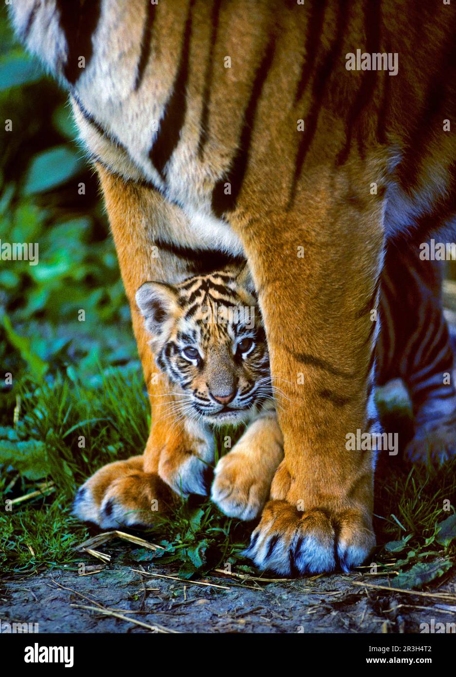 Indian tiger (Panthera tigris), Royal Bengal tiger, tiger, predators ...