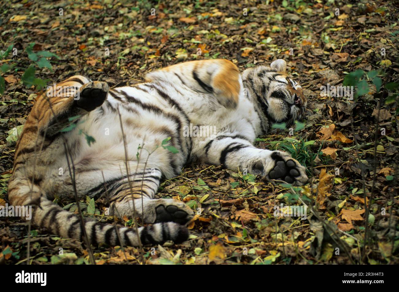 Siberian tiger (Panthera tigris altaica), Siberian tiger, Amur tiger ...