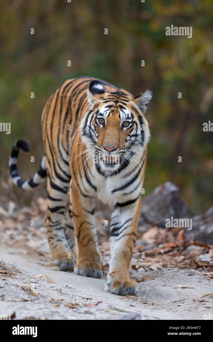 Bengal tiger (Panthera tigris tigris), Royal Bengal tiger, tiger ...