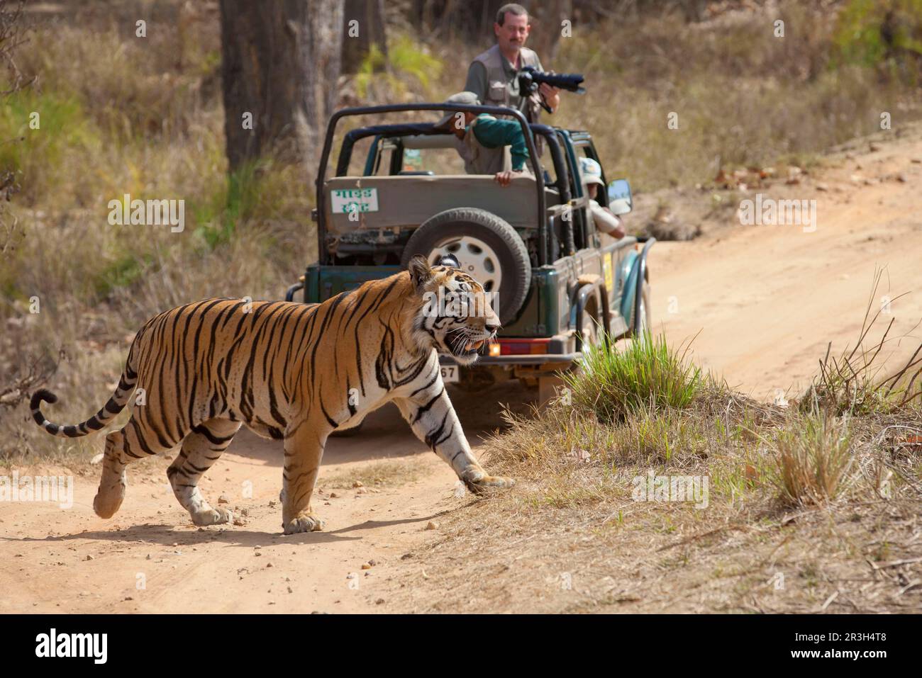 Indian tiger (Panthera tigris), Royal Bengal tiger, tiger, predators ...